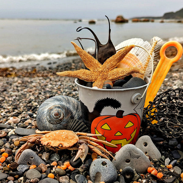 Beachcombing Volume 38: September/October 2023 – Beachcombing Magazine