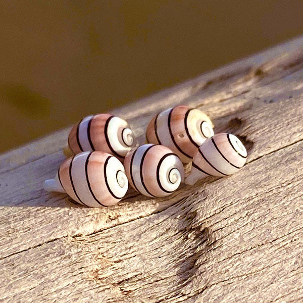 Beachcombing Volume 17: March/April 2020 – Beachcombing Magazine