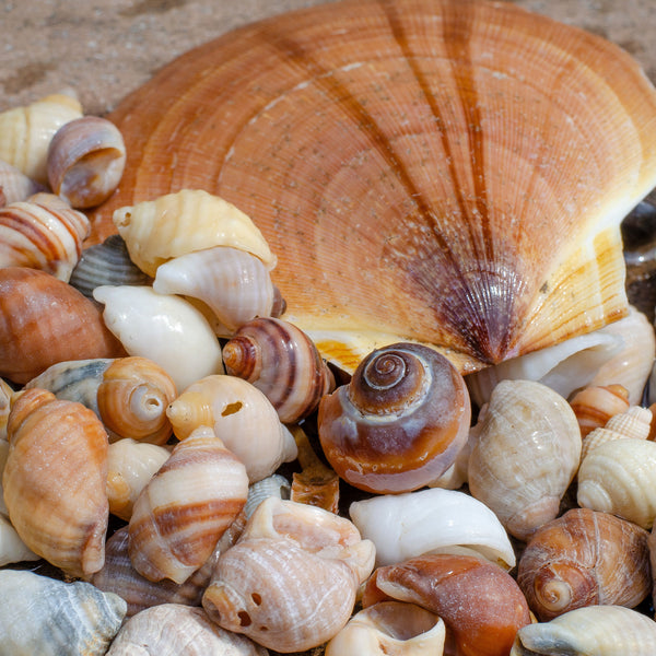 Beachcombing Volume 33: November/December 2022 – Beachcombing Magazine