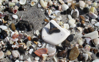 The Scoop on Shark Teeth – Beachcombing Magazine