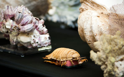West Coast Shell Show – Beachcombing Magazine