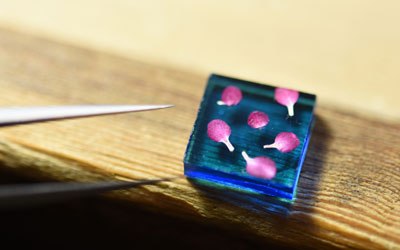 Botanical Jewelry from the Sea – Beachcombing Magazine