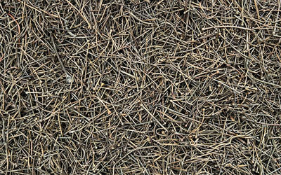 Mudlarking: A Thread Through Time – Beachcombing Magazine