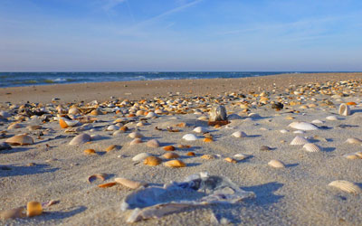 North Carolina Shell Show – Beachcombing Magazine