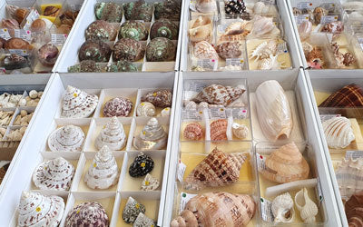 Paris Chelles Shell Show – Beachcombing Magazine
