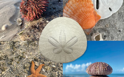 Mermaid Money from Around the World – Beachcombing Magazine