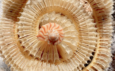 Identifying Florida Shell Egg Casings – Beachcombing Magazine