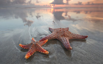 The Starfish...Is Not a Fish – Beachcombing Magazine