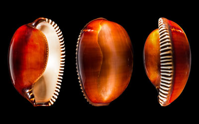 The Rarest Seashell in the World – Beachcombing Magazine