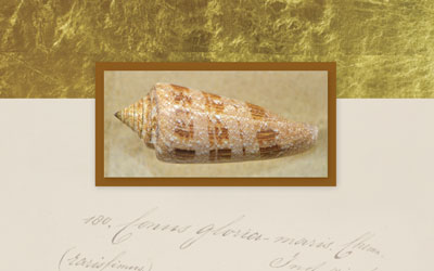 The world's most expensive seashell – Beachcombing Magazine