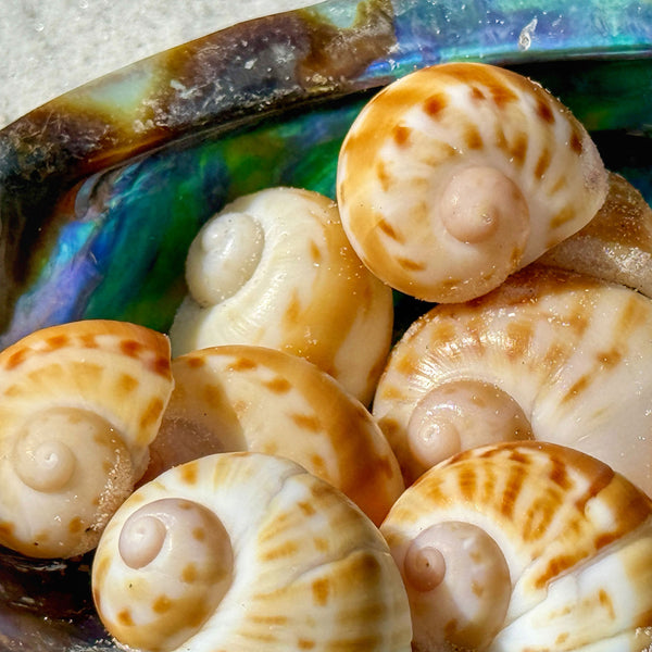 Beachcombing Volume 47: March/April 2025 – Beachcombing Magazine