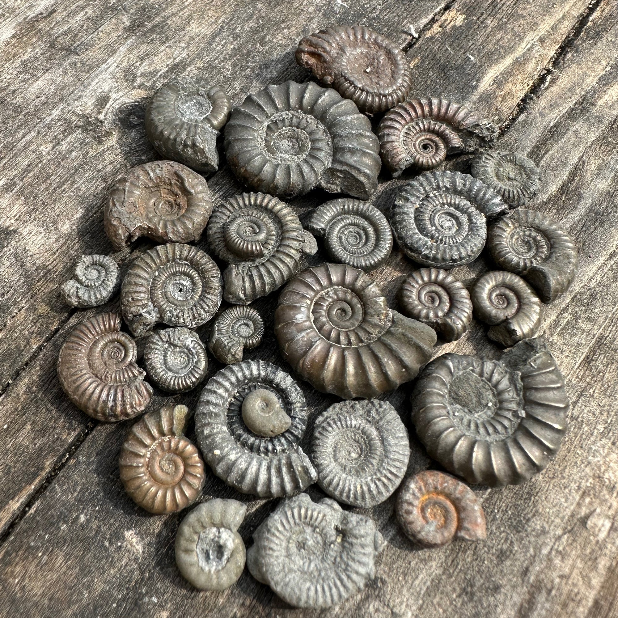 Beachcombing Volume 40: January/February 2024 – Beachcombing Magazine