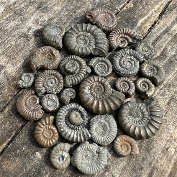Beachcombing Volume 40: January/February 2024 – Beachcombing Magazine