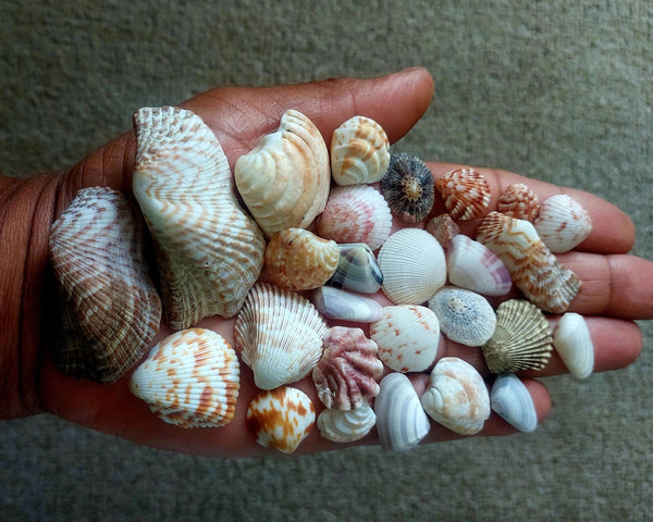Beachcombing Volume 50: September/October 2025 – Beachcombing Magazine