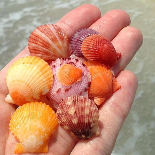 Beachcombing Volume 10: January/February 2019 – Beachcombing Magazine