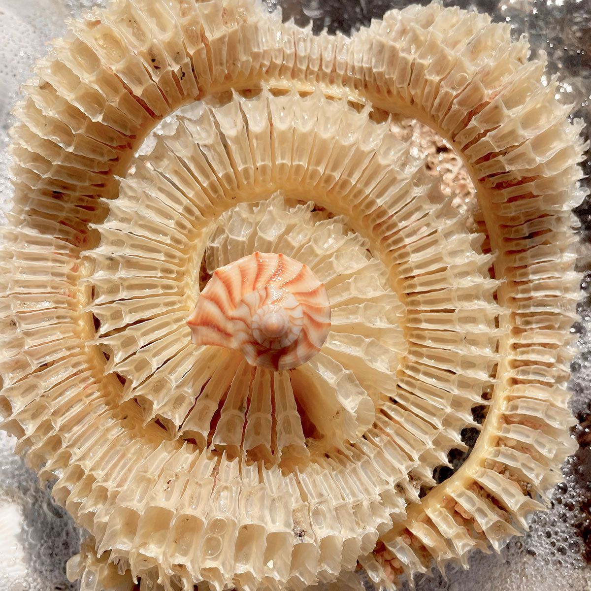 Beachcombing Volume 35: March/April 2023 – Beachcombing Magazine