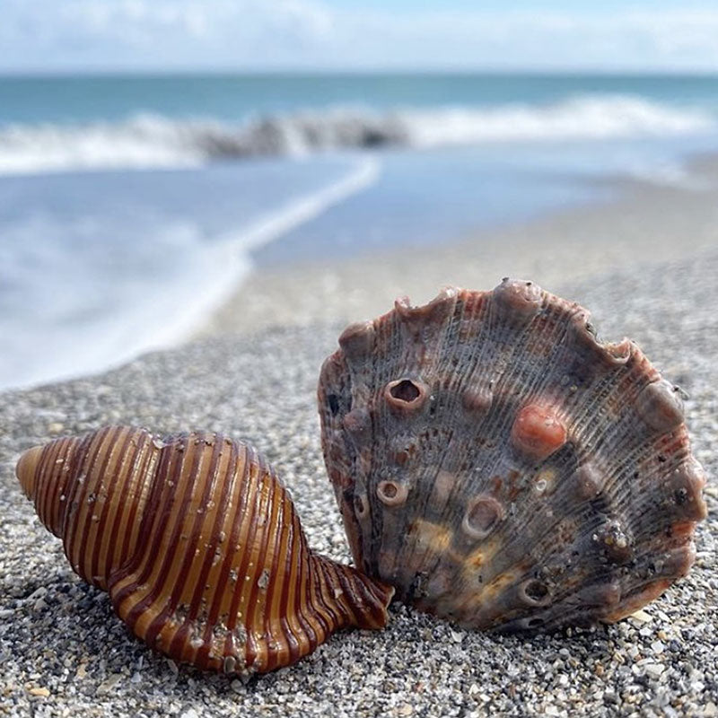 Beachcombing Volume 23: March/April 2021 – Beachcombing Magazine