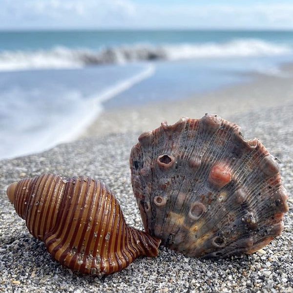 Beachcombing Volume 23: March/April 2021 – Beachcombing Magazine